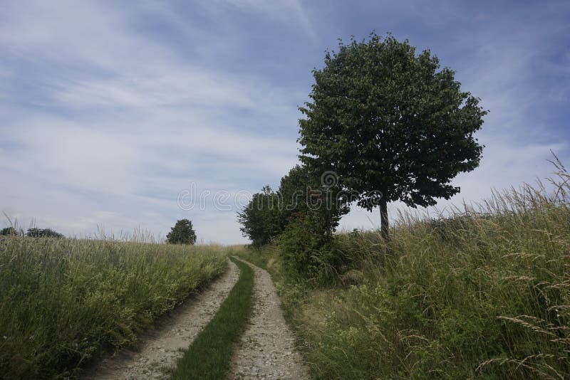 Idyllic Path Trough Fields with Trees on Wayside and Blue Sky Stock ...