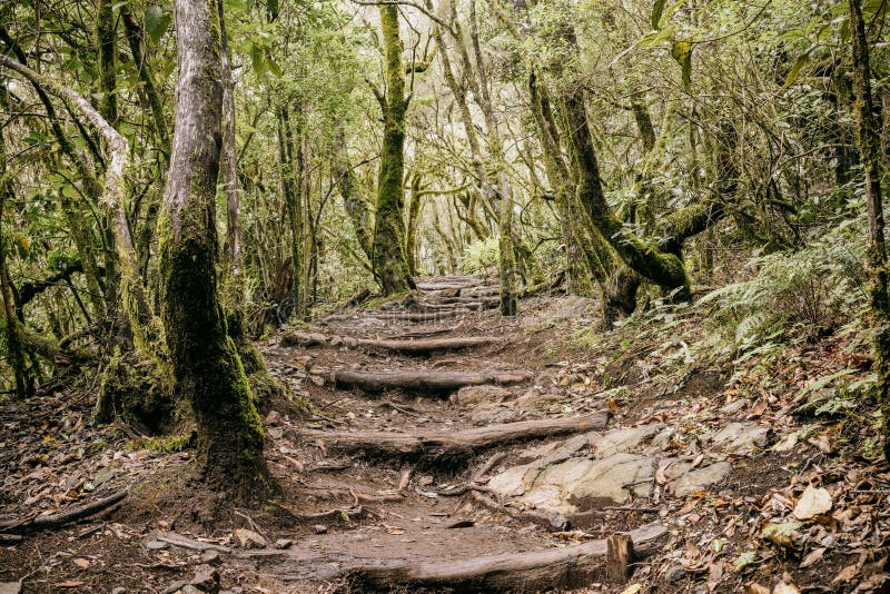 Idyllic Pathway Lined with Lush Trees and Vibrant Green Moss in a ...
