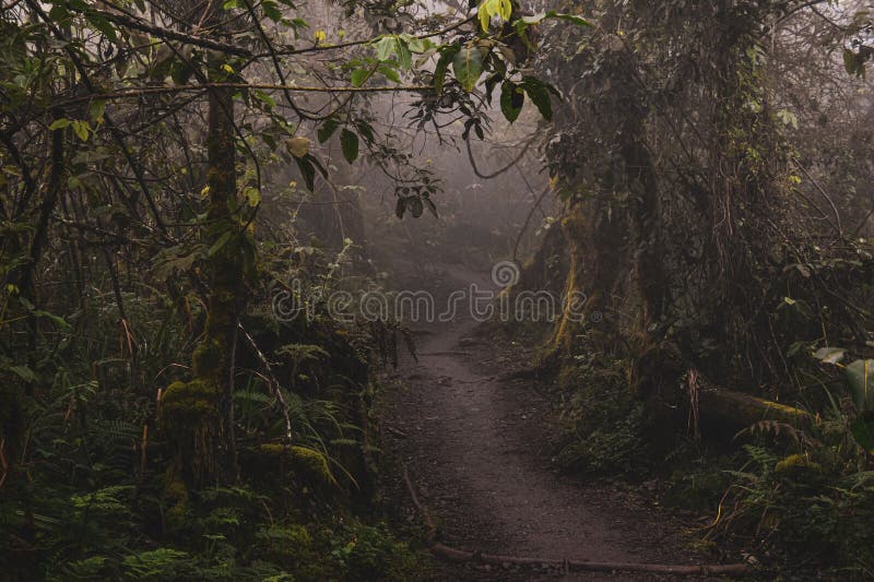 Idyllic Pathway Surrounded by Lush Foliage through the Rainforest of ...
