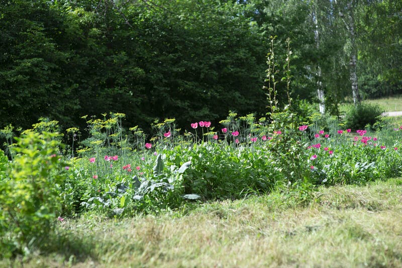 Idyllic Rural Landscape Featuring a Field of Wildflowers Stock Image ...