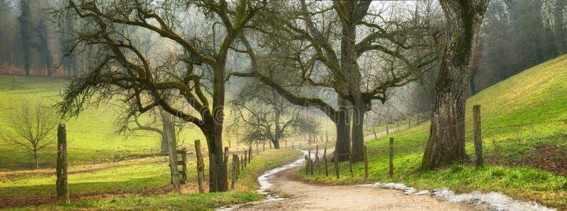 Idyllic Rural Pathway in Winter with Beautiful Bare Trees on Green ...