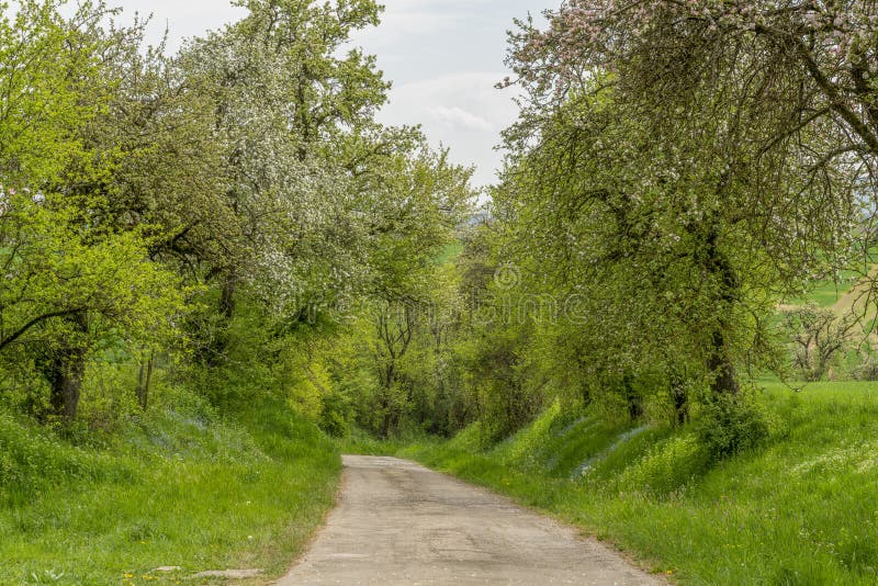 Idyllic rural road stock photo. Image of farm, outdoor - 192189546