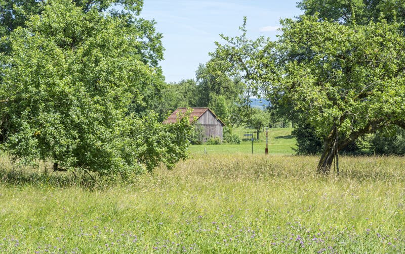 Rural Scenery with Fruit Trees Stock Image - Image of time, tradition ...