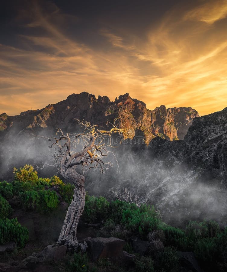 Idyllic Scene of a Dead Tree in the Foreground of Cliffs in Madeira ...