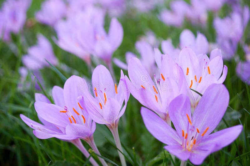 Idyllic Scene Featuring a Vibrant Array of Purple Crocus Wildflowers on ...