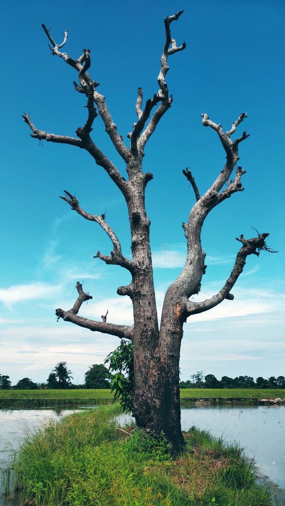 Idyllic Scene with a Leafless Tree in a Rice Field Stock Image - Image ...
