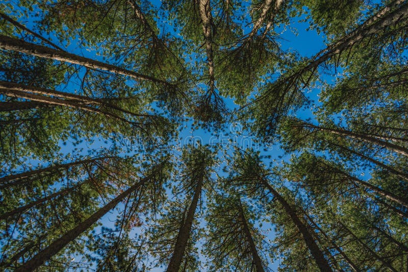 Idyllic Scene of Lush Green Canopy of Trees in a Forest Setting Stock ...