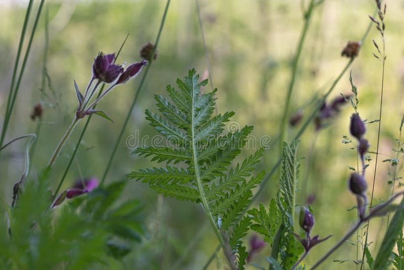 Idyllic Scene of a Lush Green Grassy Field. Stock Image - Image of ...