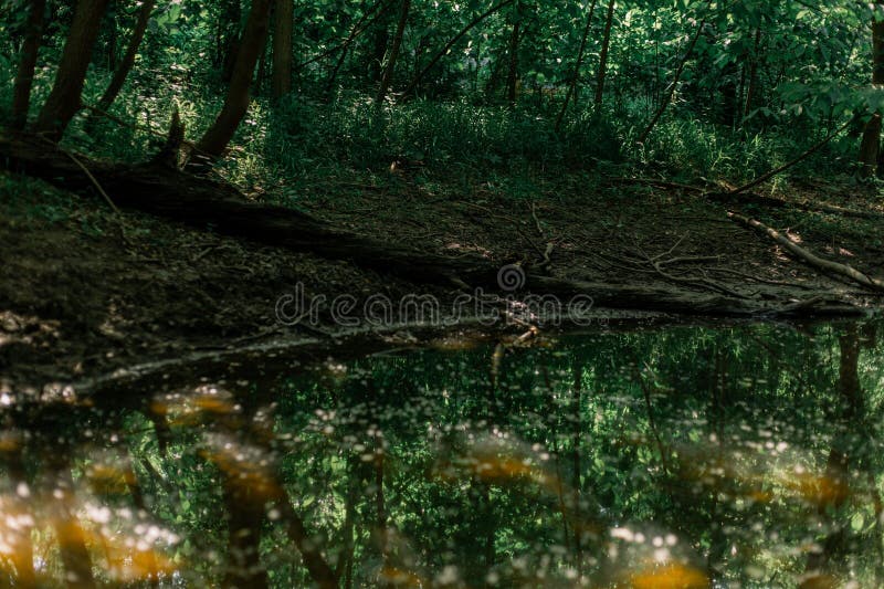 Idyllic Scene of a Peaceful Lake Surrounded by a Lush Forest, the Trees ...