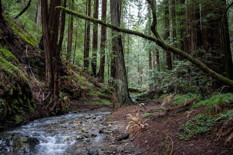Idyllic Scene of a Tranquil Stream Surrounded by Lush Green Trees in ...