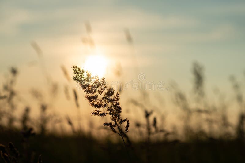 Idyllic Scenery of Herbs Silhuette Over Dramatic Sunset Stock Image ...