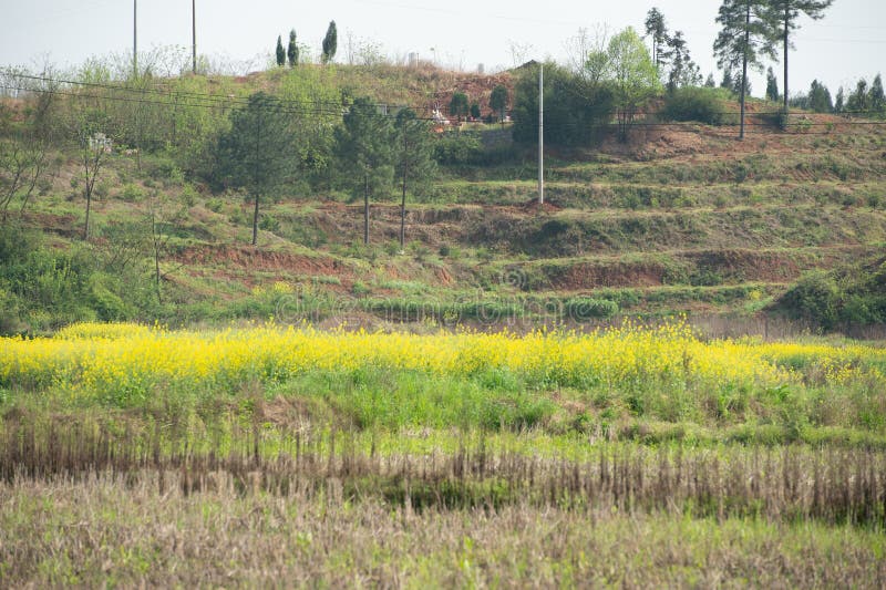 Idyllic Scenery of Riverside Plain in Spring Stock Photo - Image of ...