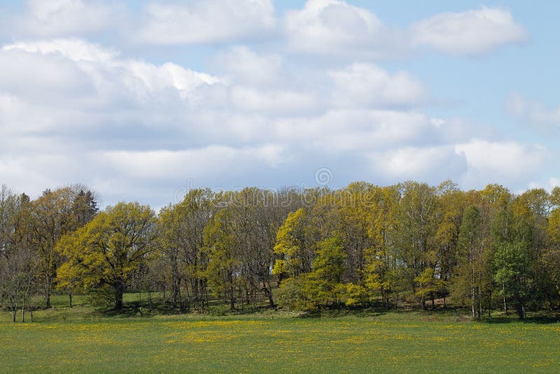 Idyllic Scenery of Trees in the Vast Green Field Stock Photo - Image of ...