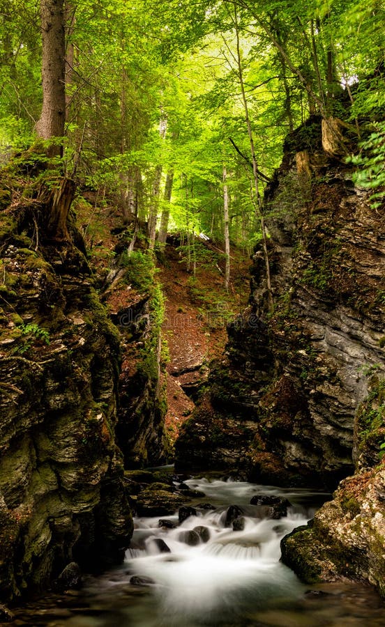 Idyllic Small Mountain Stream in a Deep Ad Narrow Gorge in Lush Green ...