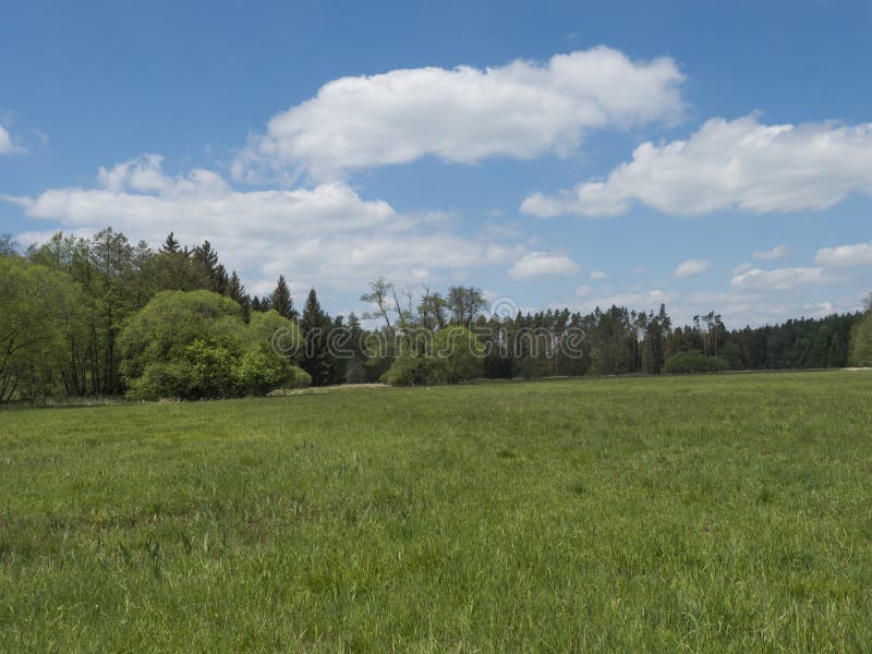 Idyllic Spring Landscape with Lush Green Grass, Fresh Deciduous, Spruce ...