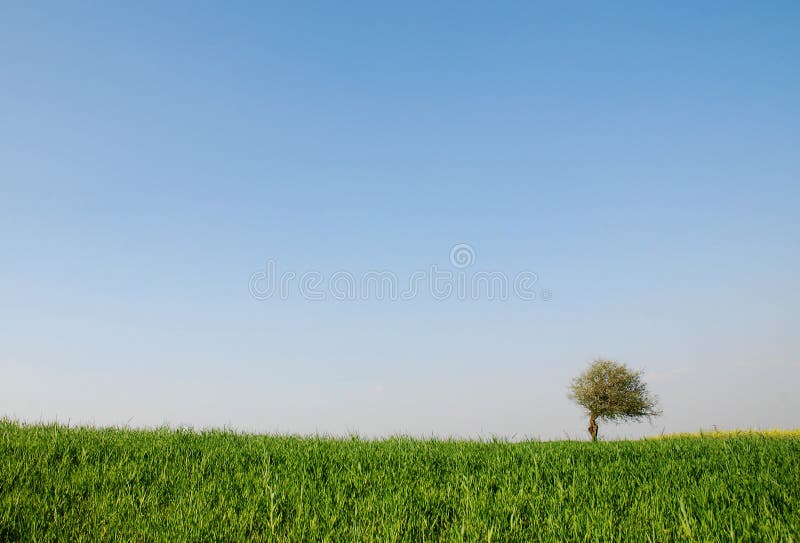 Idyllic summer landscape stock photo. Image of grass - 11187676