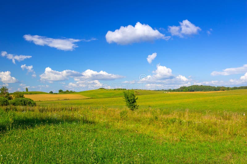 Idyllic summer meadow stock image. Image of poland, idyllic - 127623637
