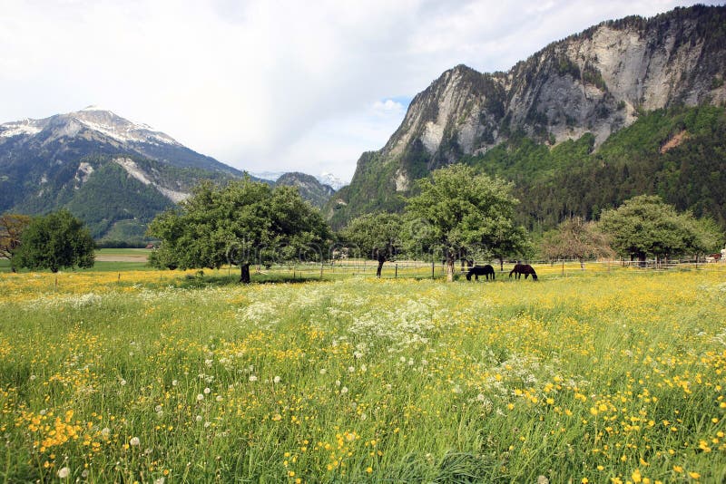 Idyllic Summer Scenery stock photo. Image of idyllic - 13525954