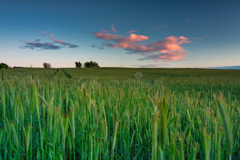 Idyllic Sunset Over the Meadow in Poland Stock Image - Image of ...