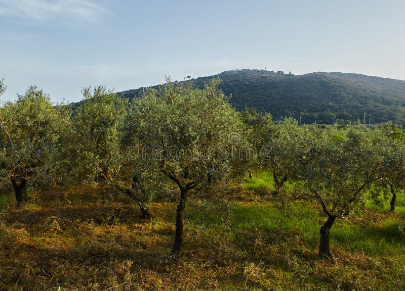 Idyllic Tuscan Rural Landscape with Olives Trees, Stock Image - Image ...