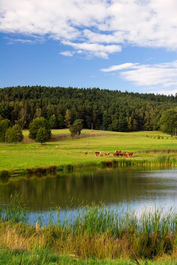 Idyllic water stock image. Image of breeding, hayfield - 44114355