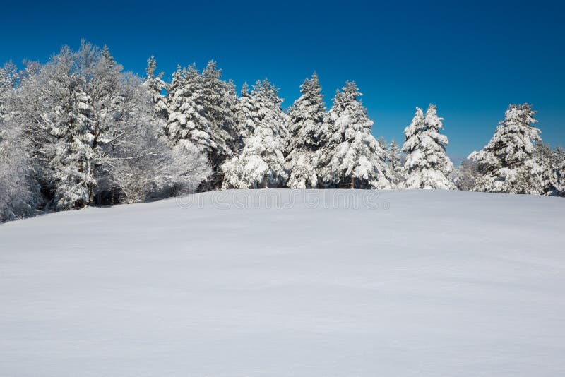 Idyllic Winter Scene with Forest and Fresh Snow Stock Photo - Image of ...