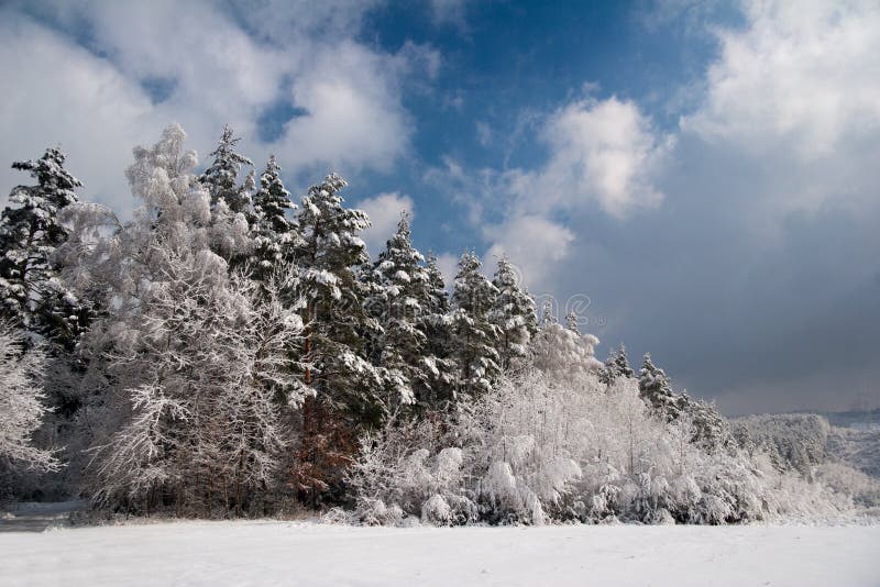Idyllisk skog i vinter fotografering för bildbyråer. Bild av skogsmark ...