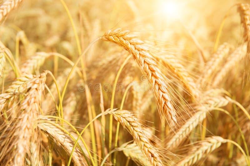 Ield of Yellow Wheat in Sun Rays Stock Image - Image of golden, food ...