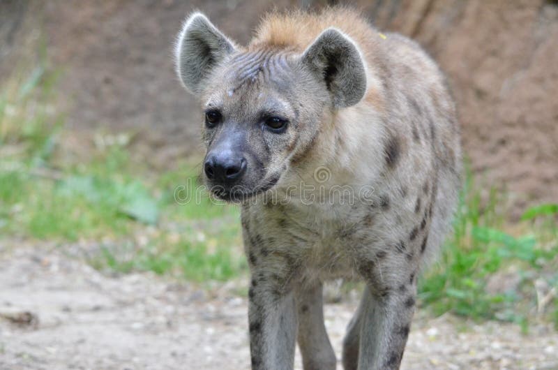 Iena 20131 immagine stock. Immagine di sporcizia, osservare - 35882341