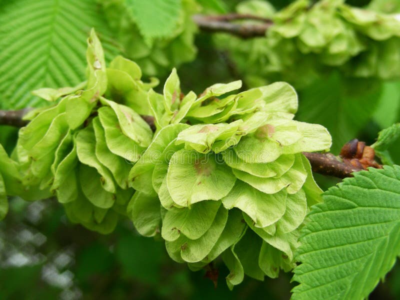 Iep stock foto. Image of boom, verlof, mooi, macro, nave - 799194