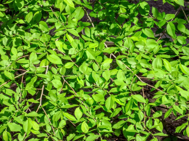 Iep-boom bladeren stock afbeelding. Image of trillend - 91370843