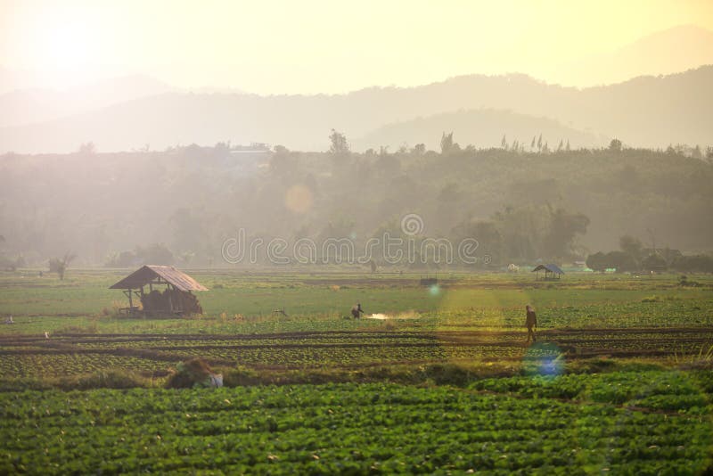 Iew of a Rural Farm with Small Hut Stock Photo - Image of food, color ...