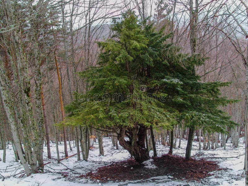 If avec fruits rouges image stock. Image du conifére - 102816495