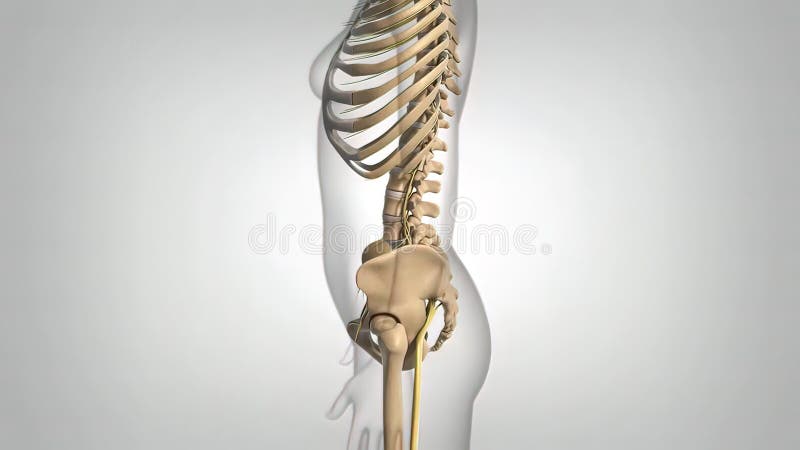 Shoulder Weakness Stock Illustrations 29 Shoulder Weakness Stock Illustrations Vectors