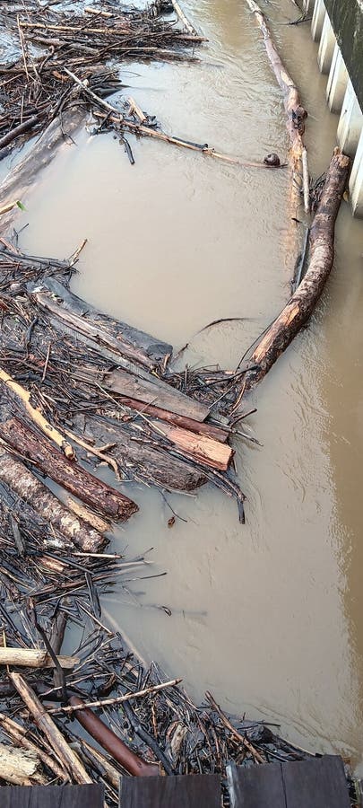 If the Flood Water Current Carries Tree Branches Stock Image - Image of ...