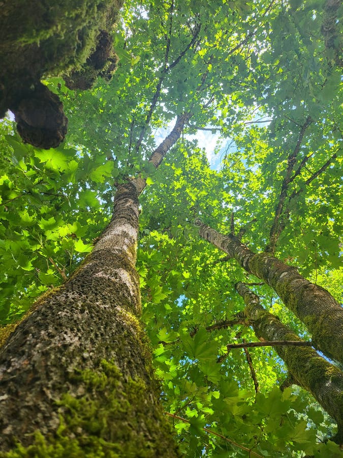 If I Look Up I Wonder What I Will See Stock Image - Image of jungle ...