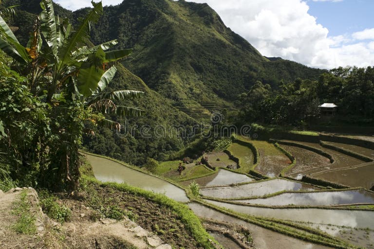 Ancient Ifugao Rice Terraces Batad Northern Luzon Philippines Stock ...