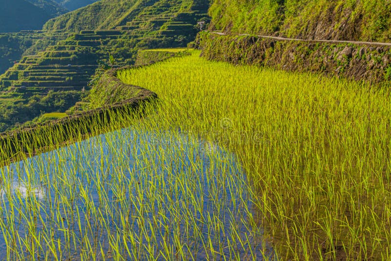 1,314 Ifugao Rice Terraces Stock Photos - Free & Royalty-Free Stock ...