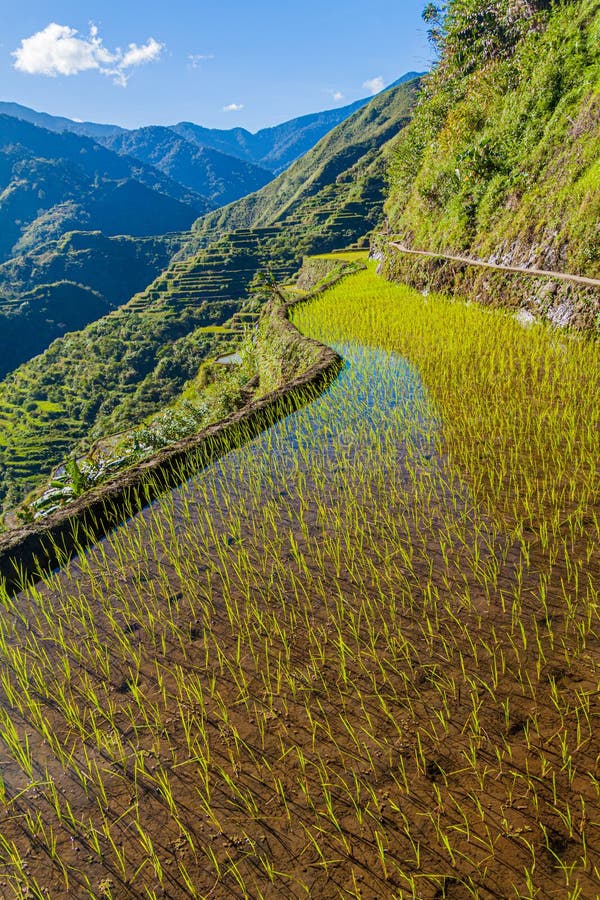 1,314 Ifugao Rice Terraces Stock Photos - Free & Royalty-Free Stock ...