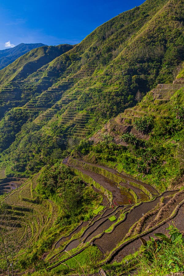 1,314 Ifugao Rice Terraces Stock Photos - Free & Royalty-Free Stock ...