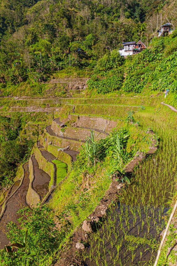 Ifugao Rice Terraces on Luzon Island, Philippin Stock Photo - Image of ...