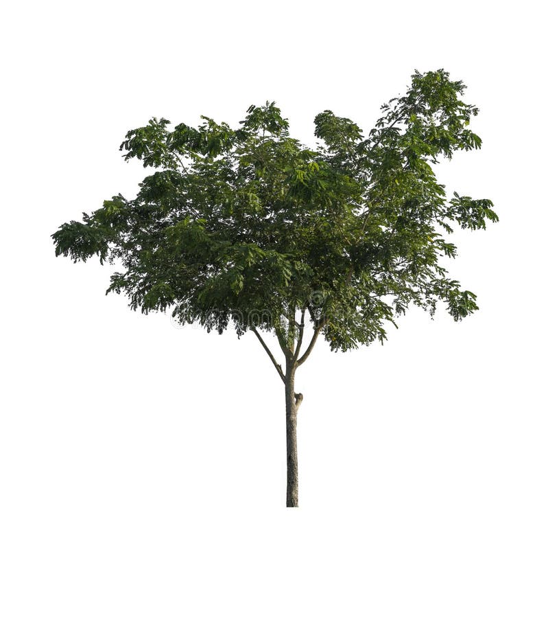 Ig Green Tree on White Background Stock Photo - Image of isolated ...