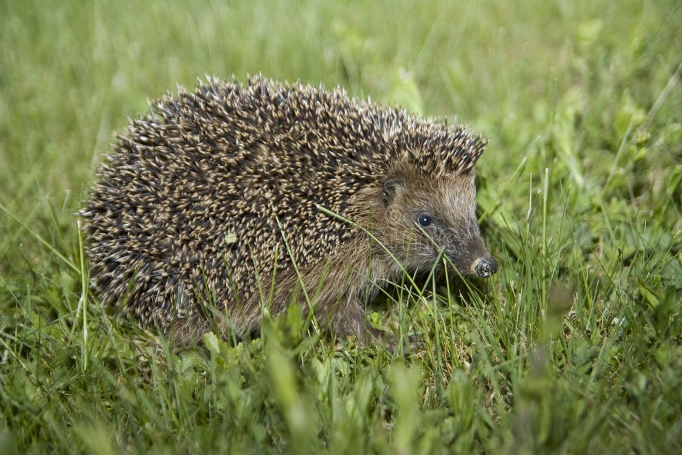 Igel stock photo. Image of hedge, forest, mammalian, erinaceus - 9147704