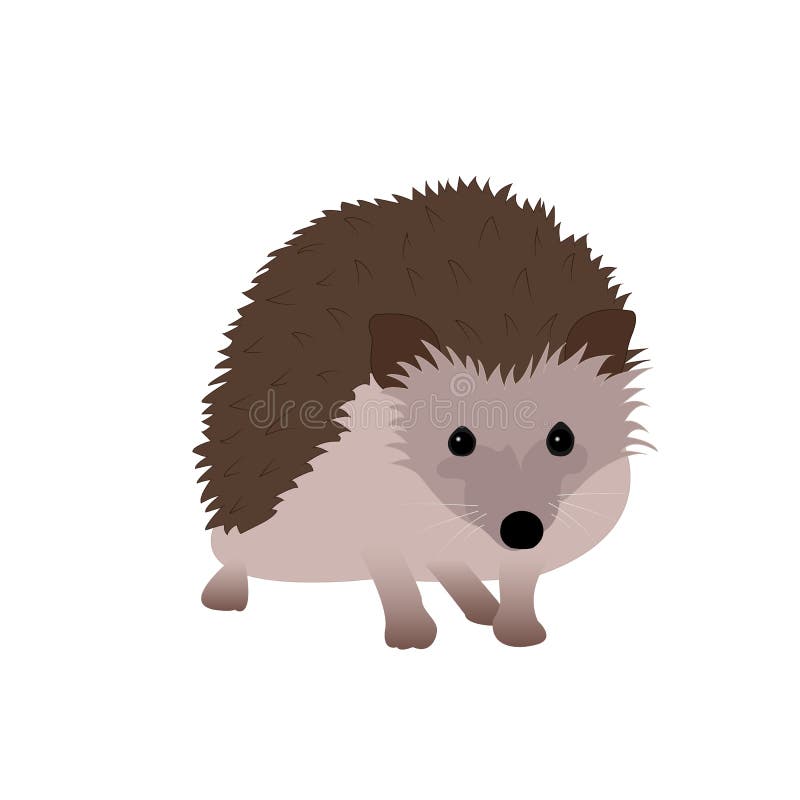 Igel-Vektor-Illustration vektor abbildung. Illustration von igeles ...