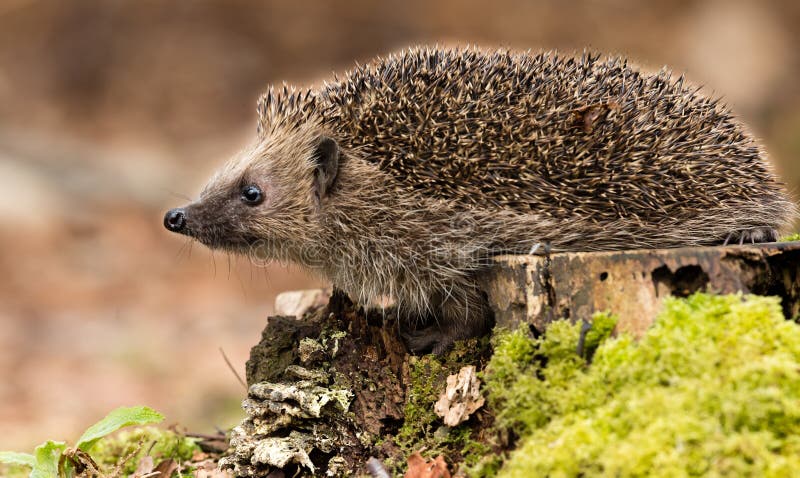 Igeles, Erwachsenes Wildes Britisches Igeles Auf Waldstumpf Stockbild ...