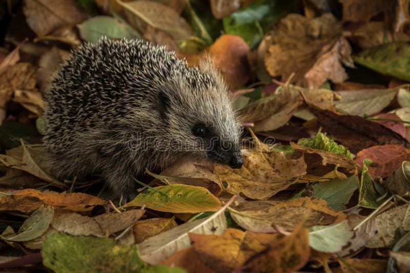 Igeles im Herbstlaub stockfoto. Bild von warnung, aktivität - 101588654