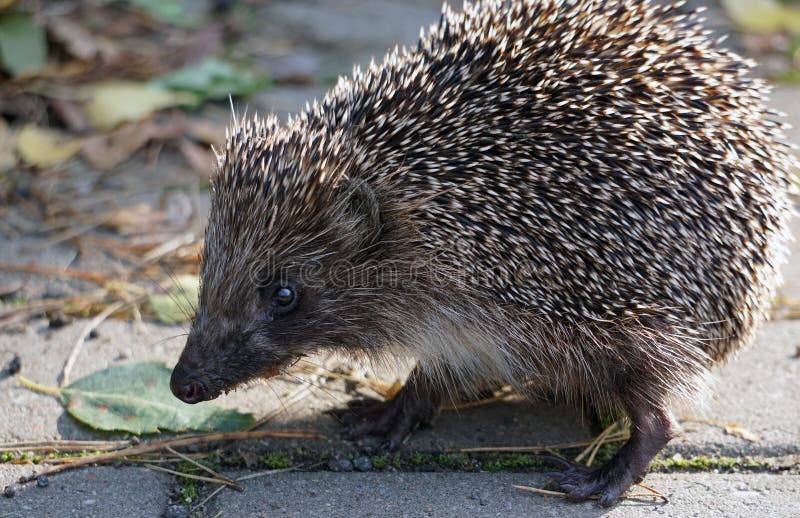 Igeles Im Park Neugierig Dorniges Tier Im September Stockbild - Bild ...