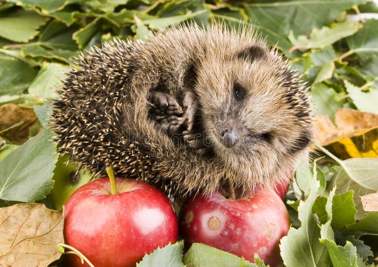 Igelkott arkivfoto. Bild av varelse, angus, falla, anhydrous - 2190616