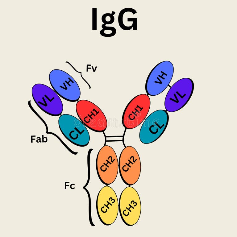 Igg Antibody Stock Illustrations – 425 Igg Antibody Stock Illustrations ...