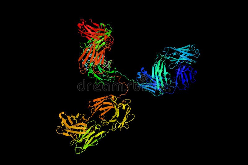 IgG2a, a Subclass of Immunoglobulin G, an Antibody. 3d Model Stock ...